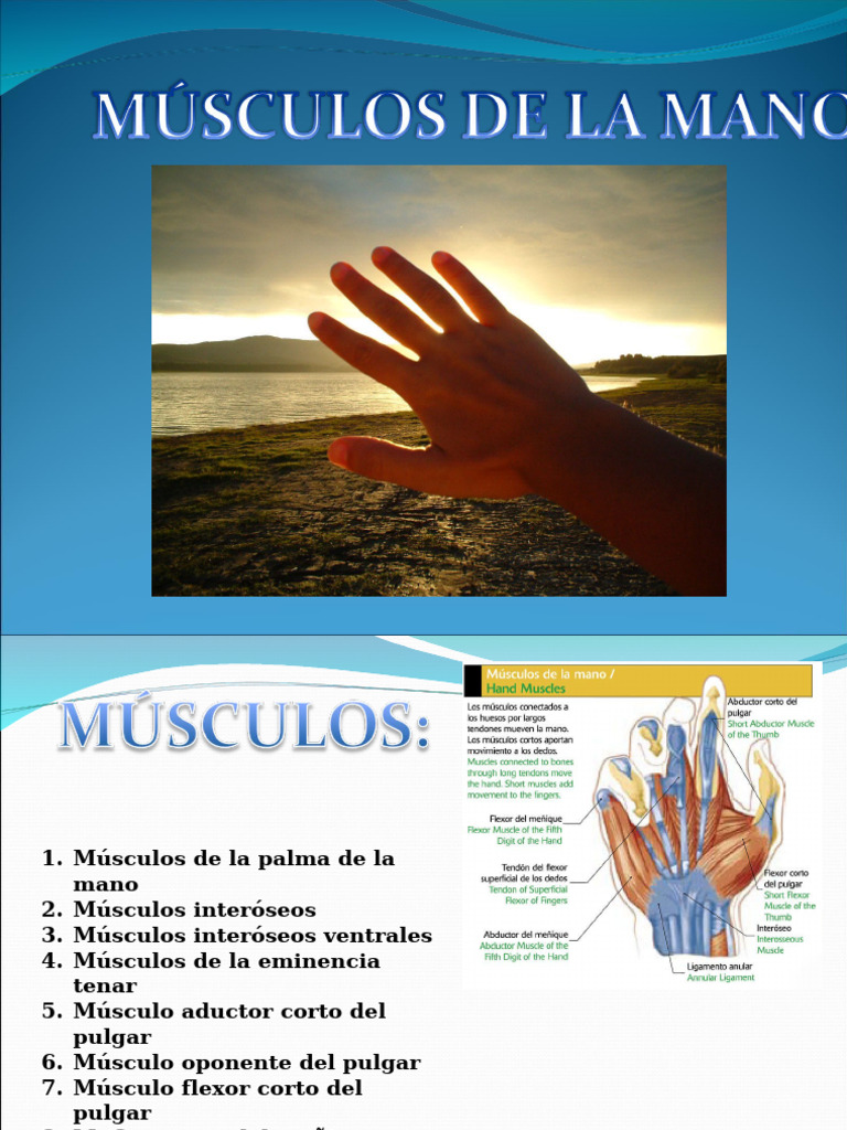 M. de Mano | PDF | Mano | Sistema musculoesquelético