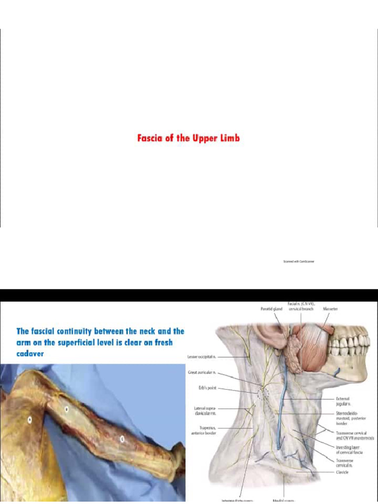 Fascia of Upper Limb-1 | PDF