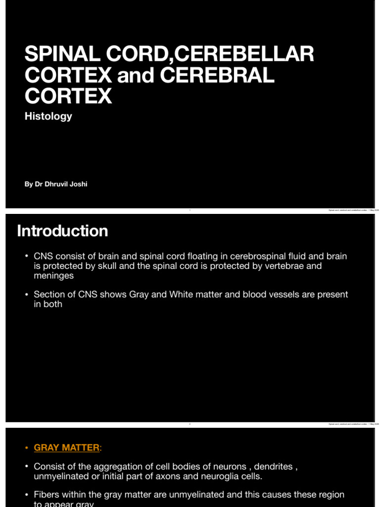 Spinal cord, cerebral and cerebellum cortex | PDF | Cerebellum | Spinal Cord