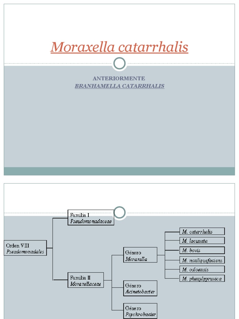 Moraxella catarrhalis y sus patologías | PDF