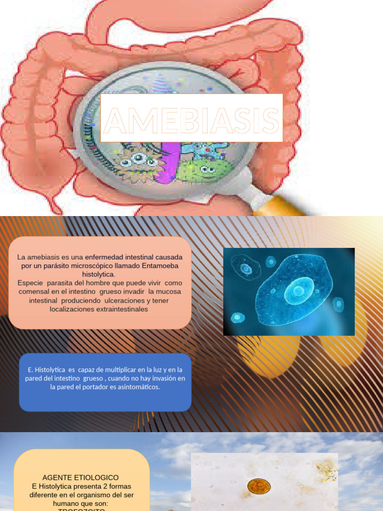 AMEBIASIS | PDF | Sistema digestivo | Enfermedades y trastornos humanos