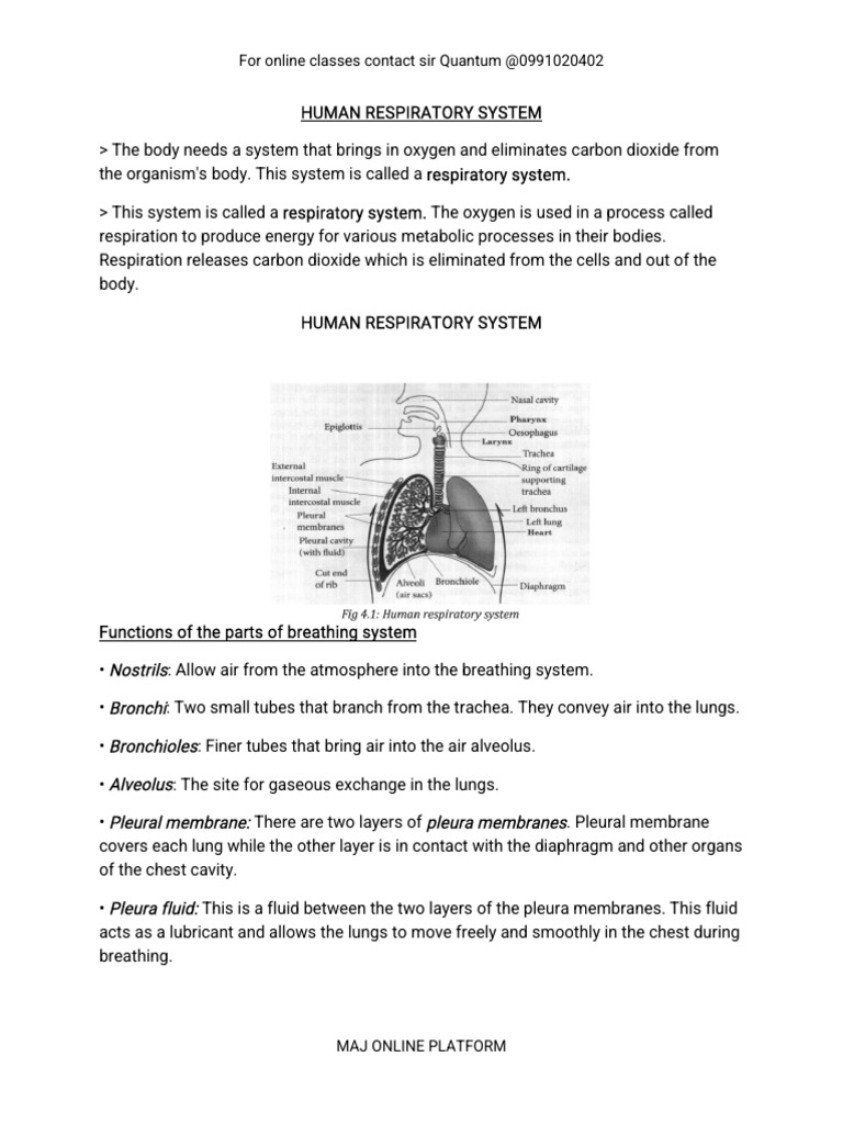 Human Respiratory System Pdf
