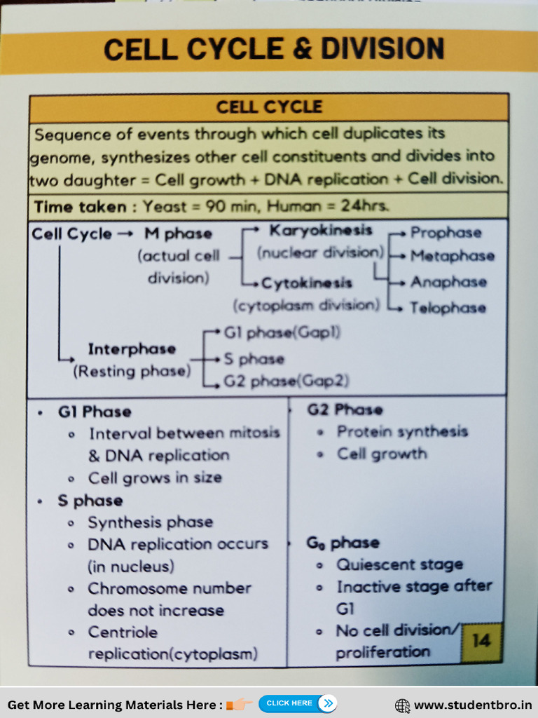 67e239f708e3d_2. Cell Cycle and Division.pdf | PDF