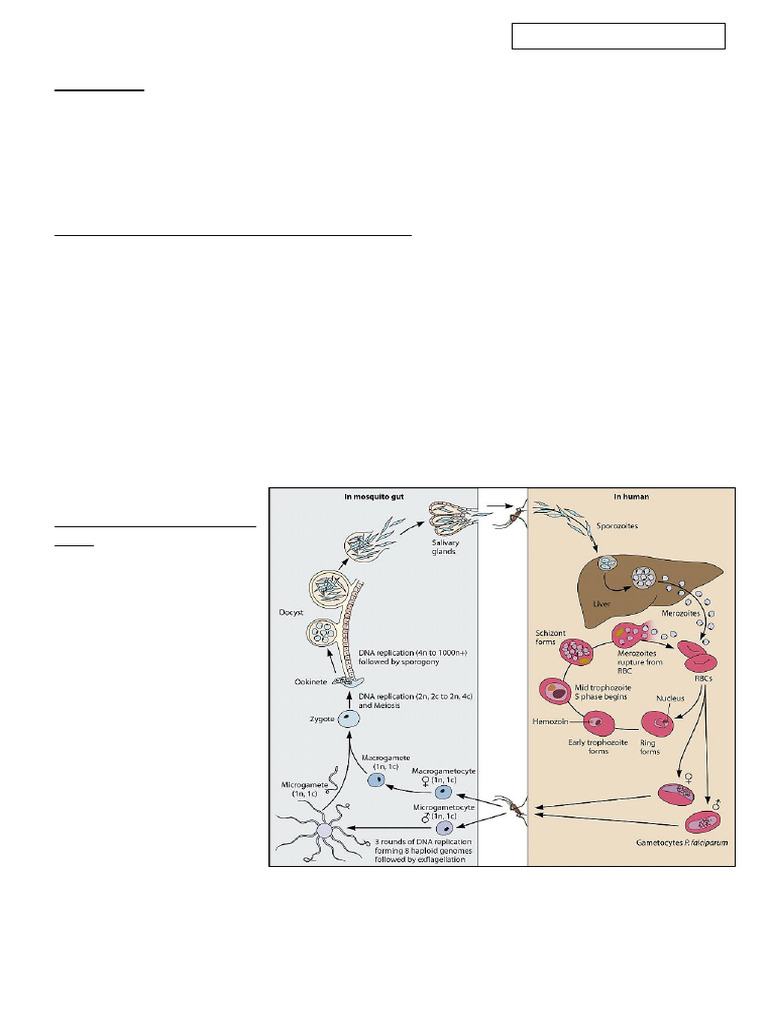 Plasmodium vivax Life Cycle Explained | PDF | Plasmodium | Malaria