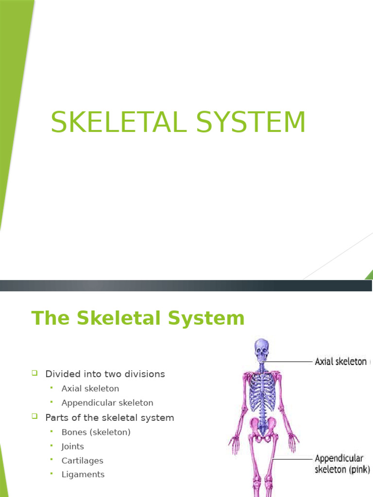 Skeletal System Revised 2 | PDF | Bone | Skull