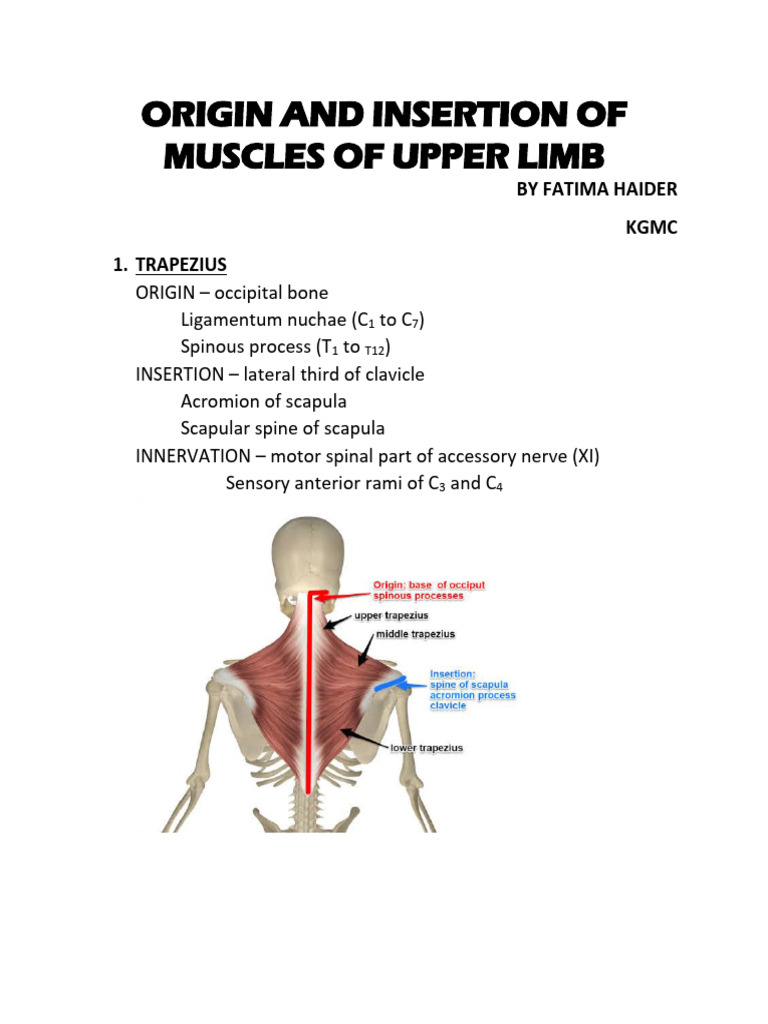Origin and Insertion of Muscles 1 - 0 | PDF | Thumb | Finger