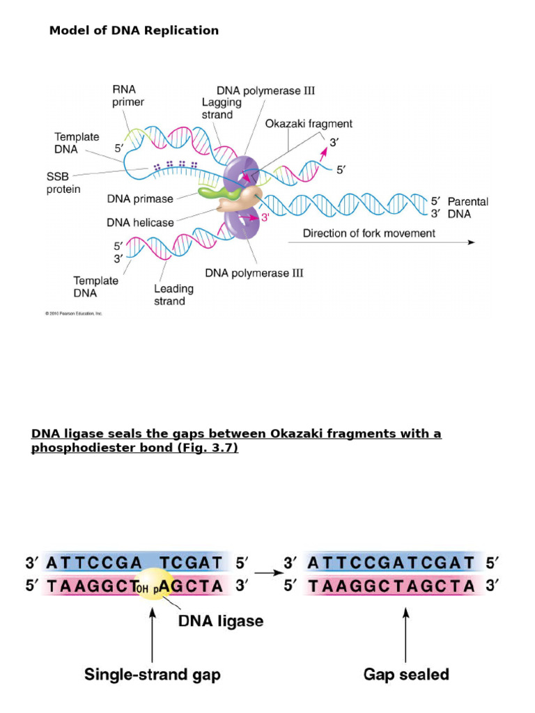 DNA Replication II | PDF | Dna Replication | Dna