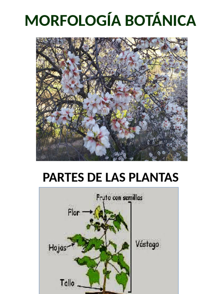 Presentación Morfología Botánica 2025 | PDF