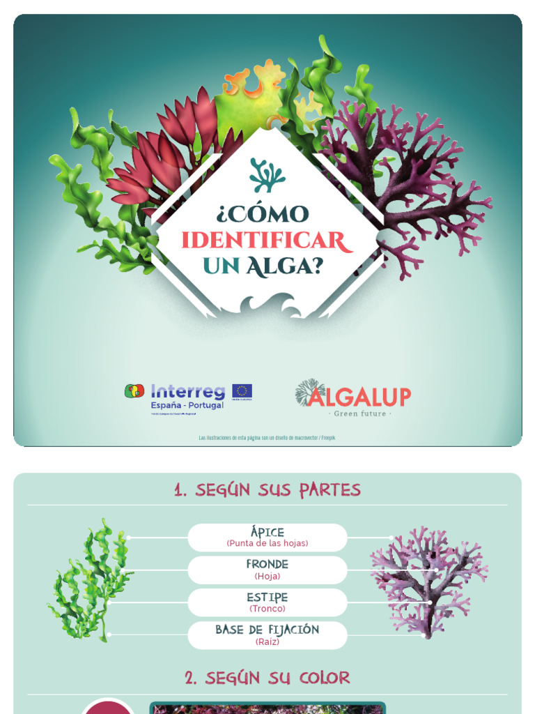 Algalup Fichas Esp 150ppp 1 | PDF | Algas