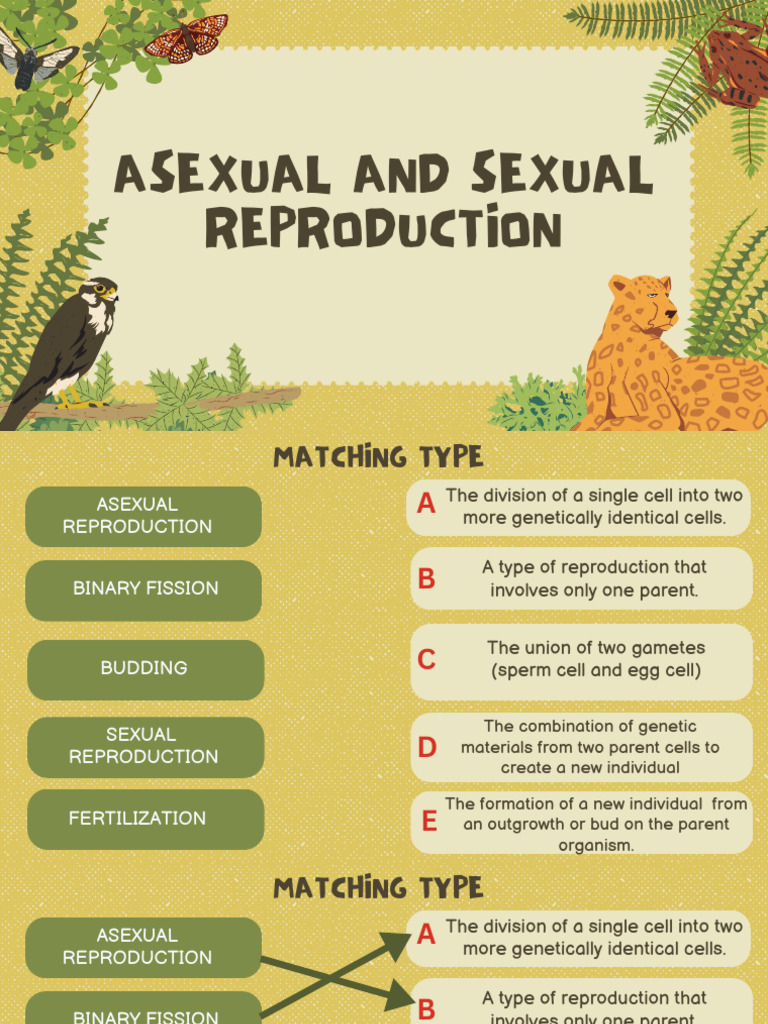 Asexual and Sexual Reproduction | PDF | Reproduction | Sexual Reproduction