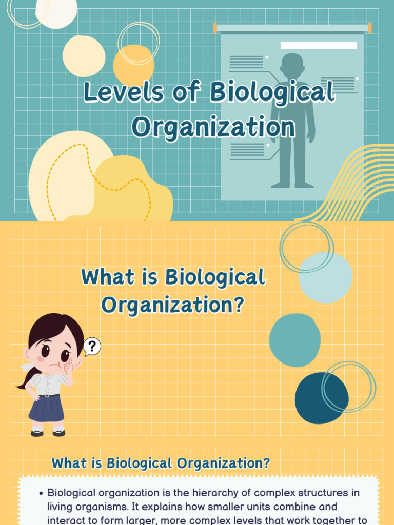 Levels of Biological Organizations | PDF | Tissue (Biology) | Human Body