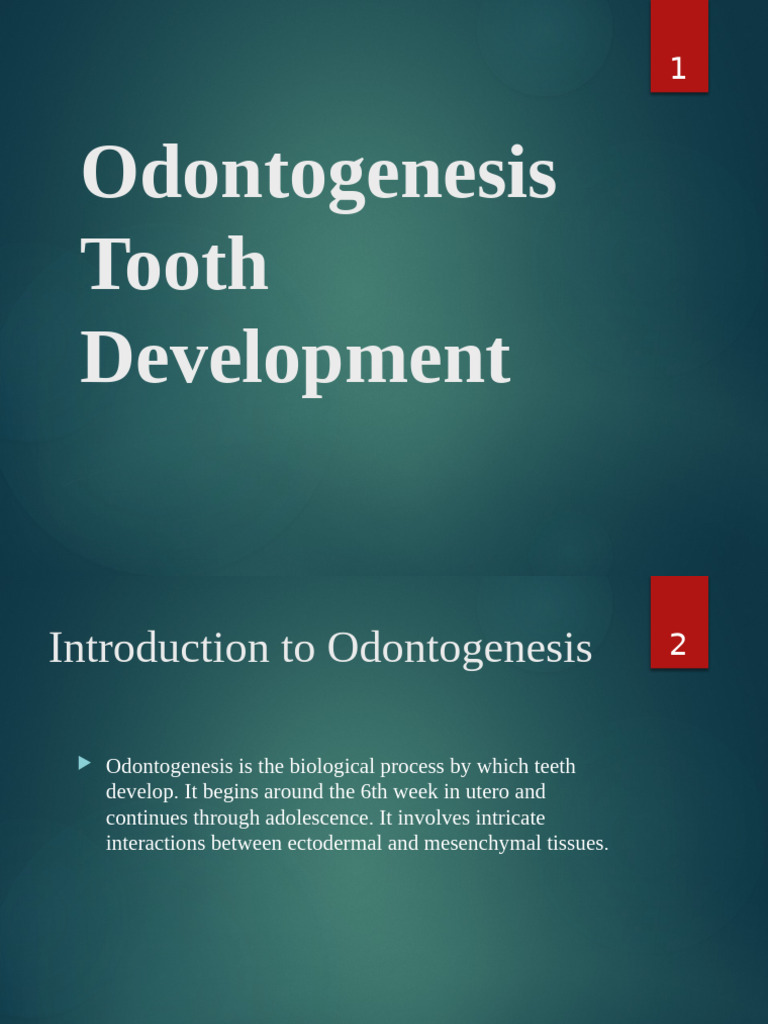 Odontogenesis Detailed Presentation | PDF | Human Tooth | Mouth