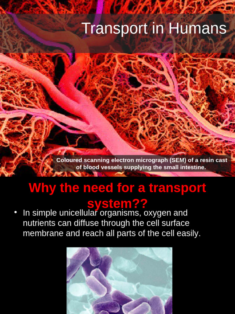 Transport in Mammals | PDF | Heart Valve | Atrium (Heart)