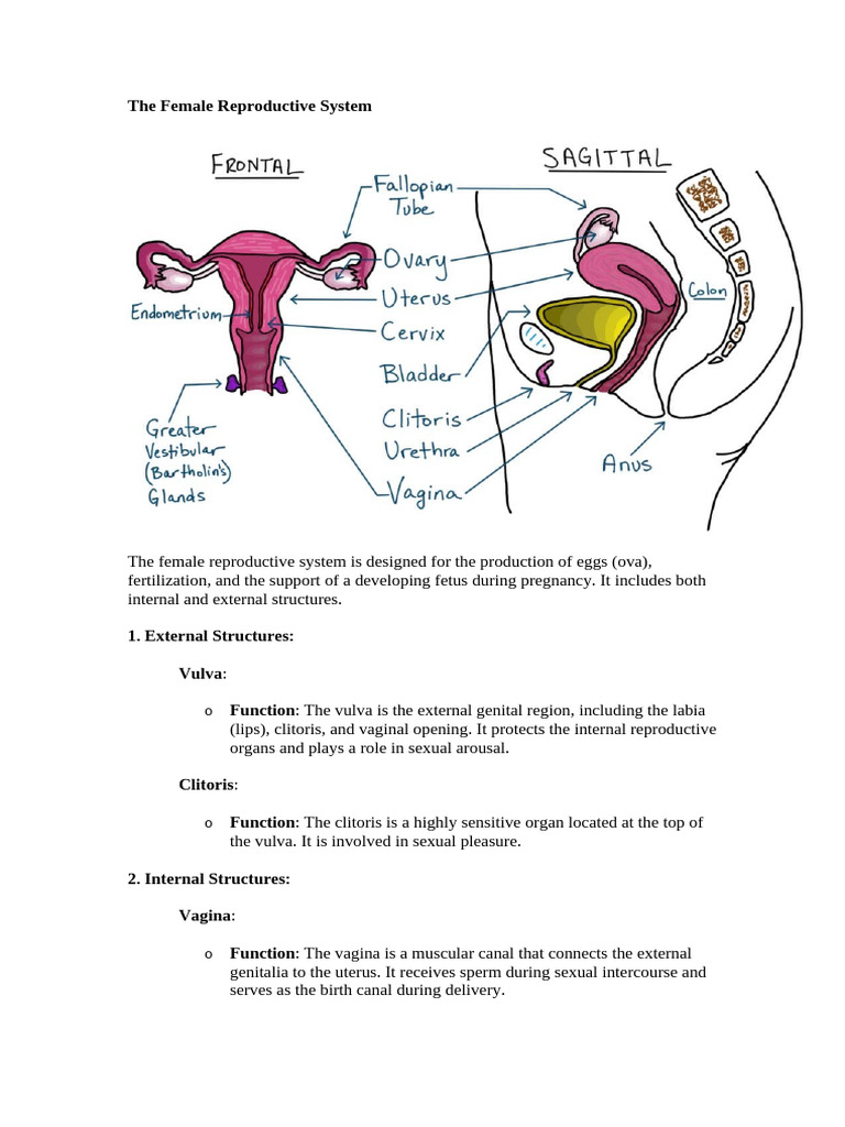 5 The Female Reproductive System | PDF | Reproductive System ...