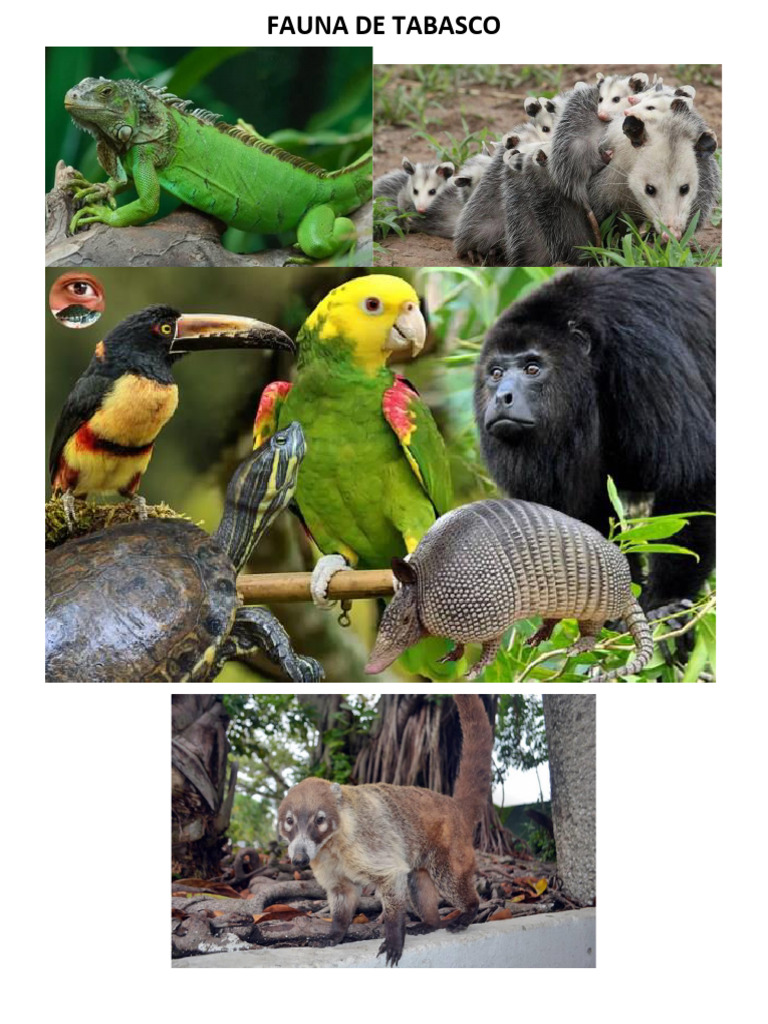 Fauna de Tabasco | PDF