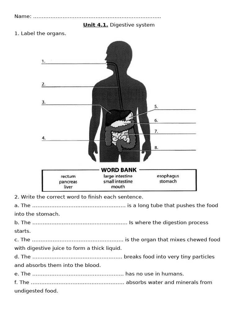Science 5 - Review Unit 4 Digestive System and Balanced Diet | PDF ...