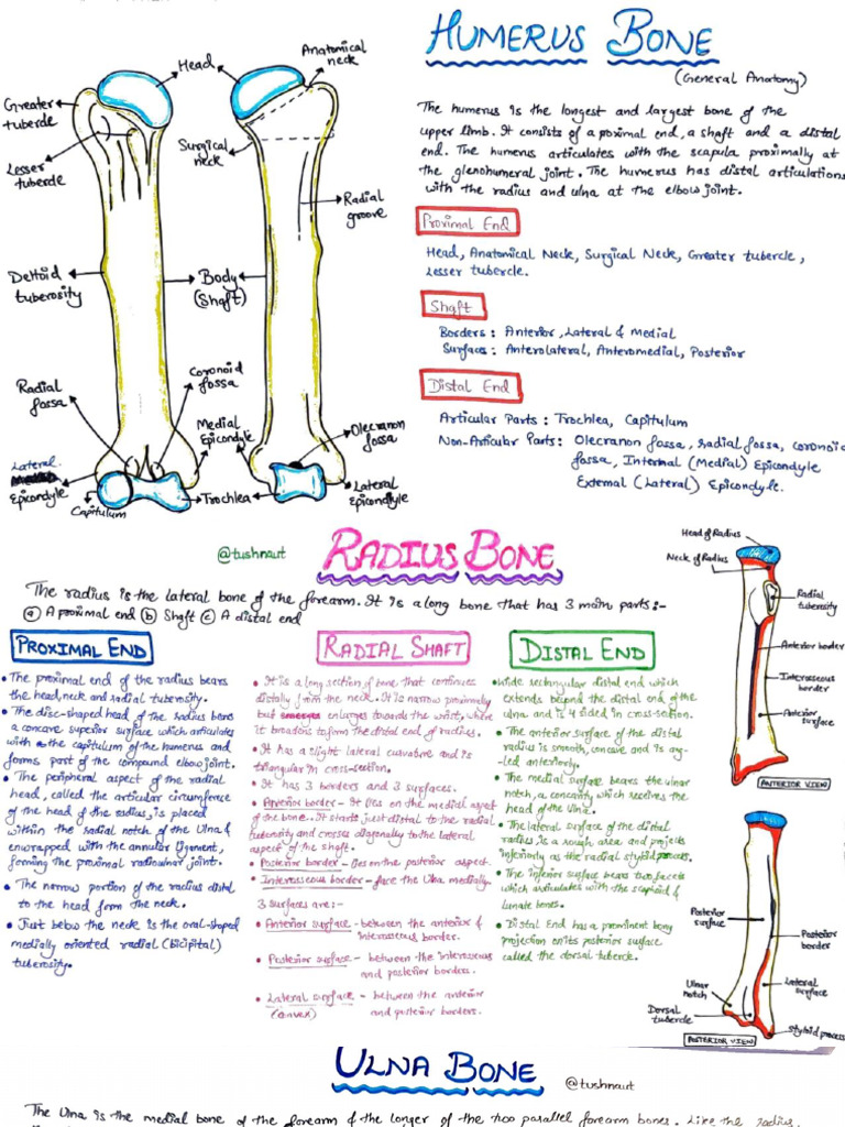 Humerus and Radius Bone Notes | PDF | Limbs (Anatomy) | Musculoskeletal ...