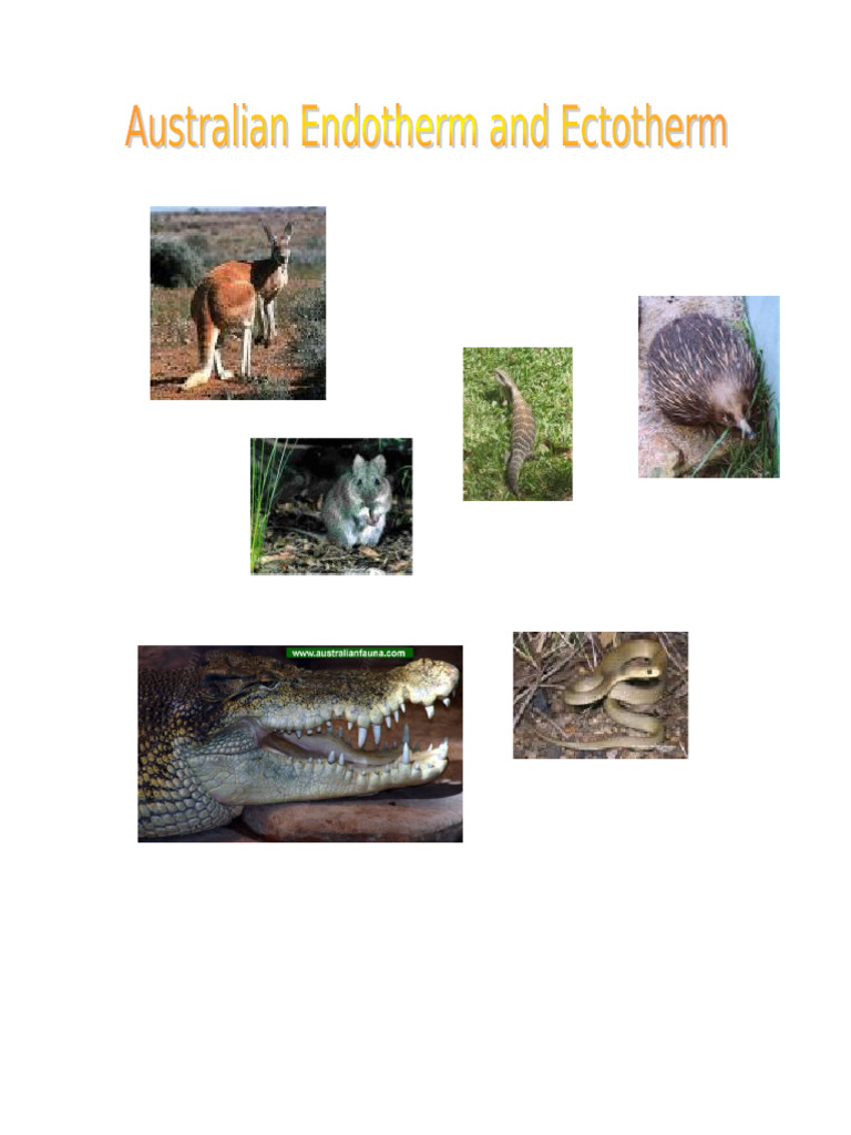 Ectotherm and Endotherm | PDF | Thermoregulation | Zoology