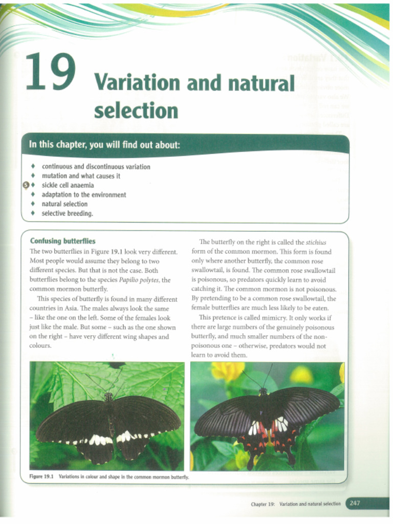 Chapter 19 Variation and Natural Selection | PDF