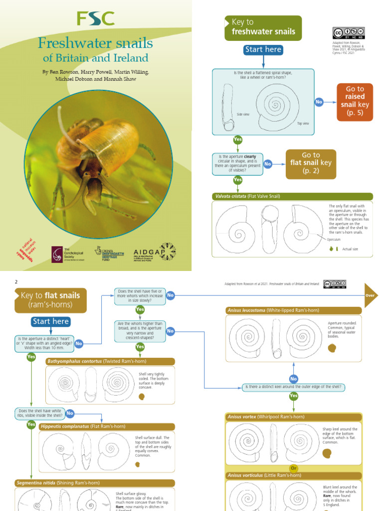 2465 AIDGAP Freshwater Snails Key | PDF | Molluscs