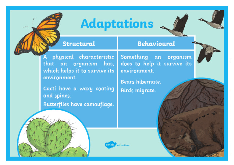 What Are Adaptations | PDF
