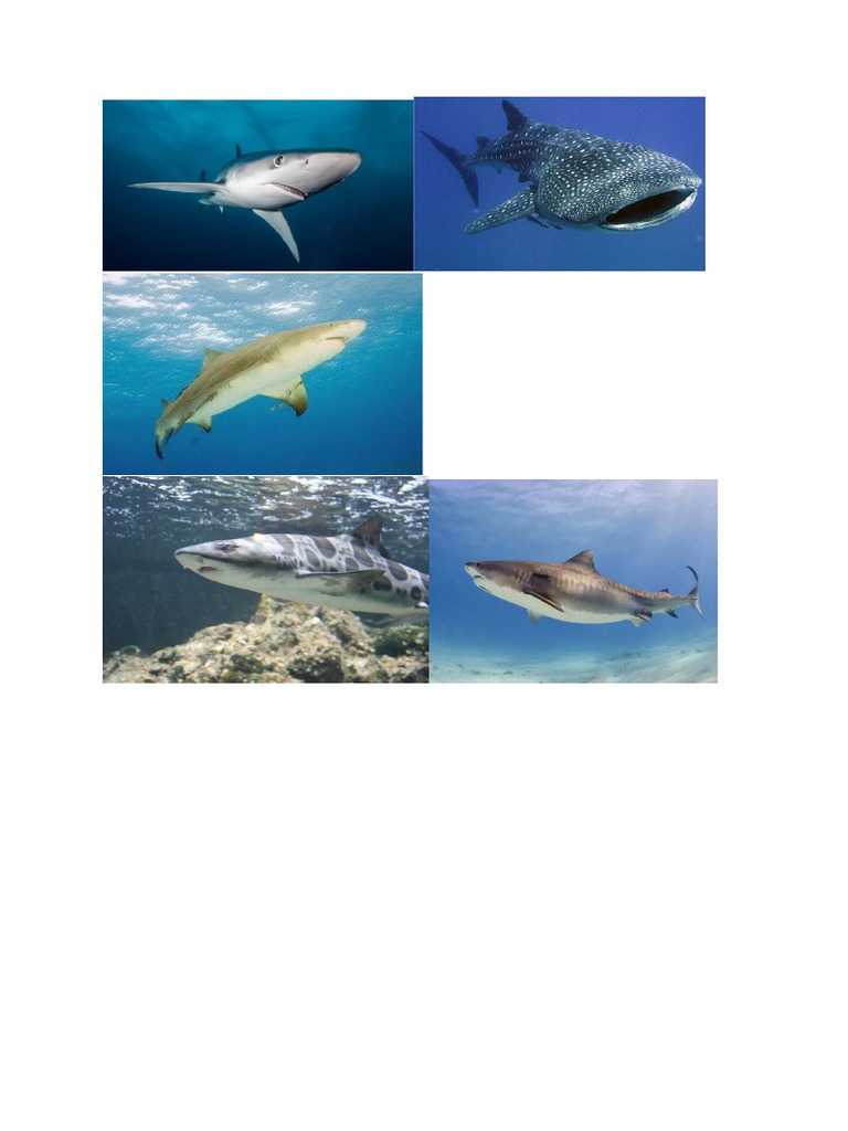 Shark | PDF