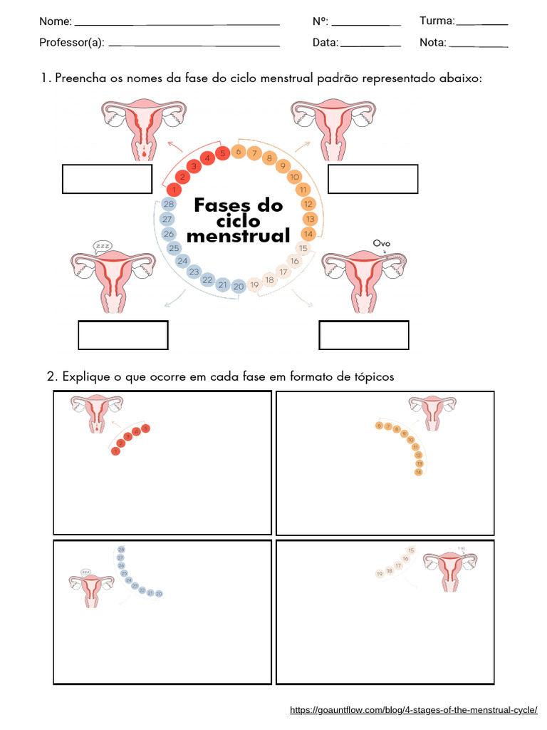 Fases do Ciclo Menstrual Explicadas | PDF | Ciclo menstrual | Menstruação