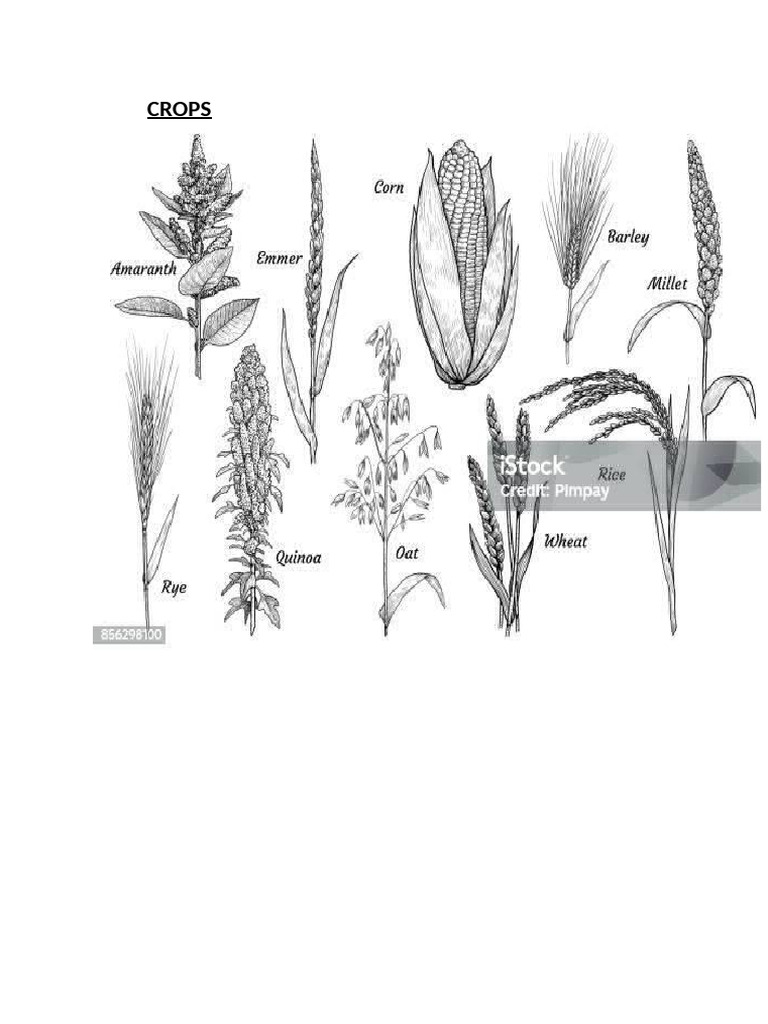 Crops | PDF