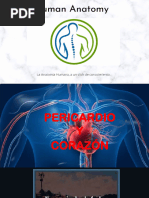 Netter Corazon | PDF | Ventrículo (corazón) | Corazón