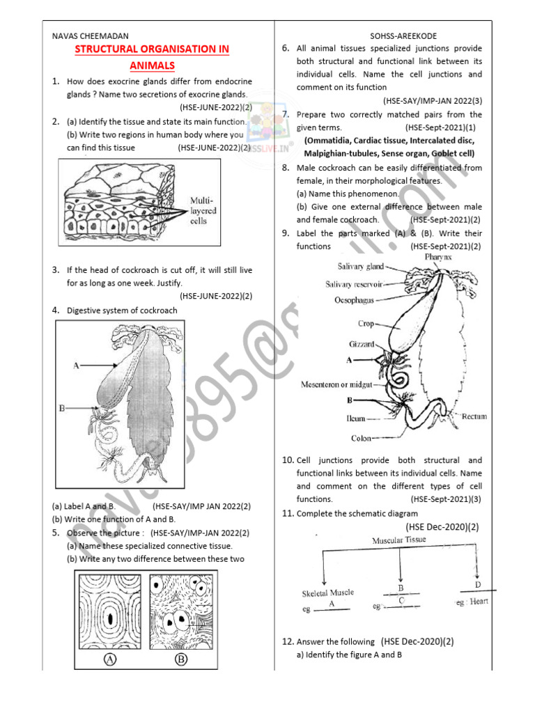 Animal Tissue Structure and Functions | PDF | Tissue (Biology) | Muscle