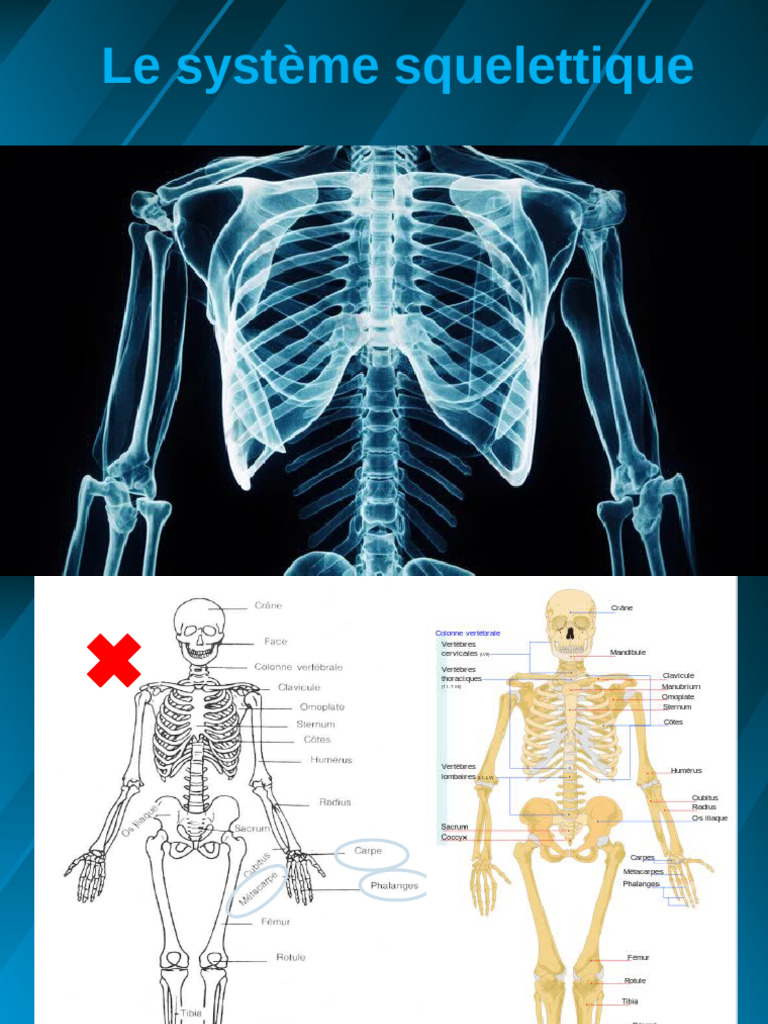 Os Et Articulations | PDF | Vertèbre | Articulation (anatomie)