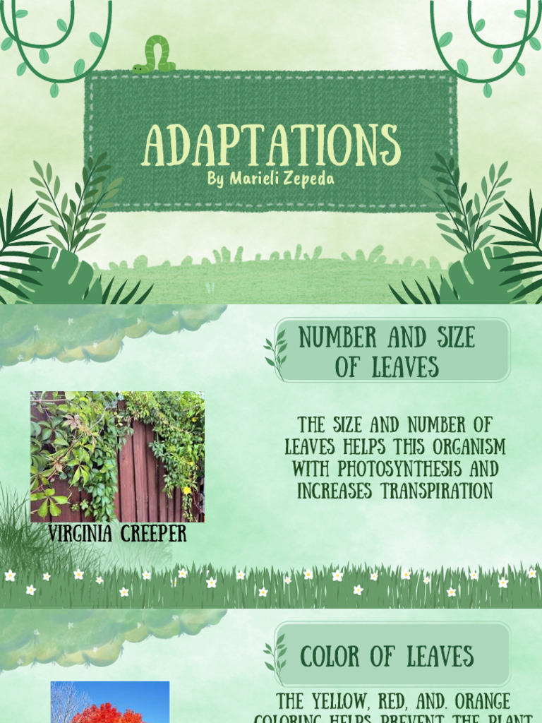 Adaptations: by Marieli Zepeda | PDF | Leaf | Predation