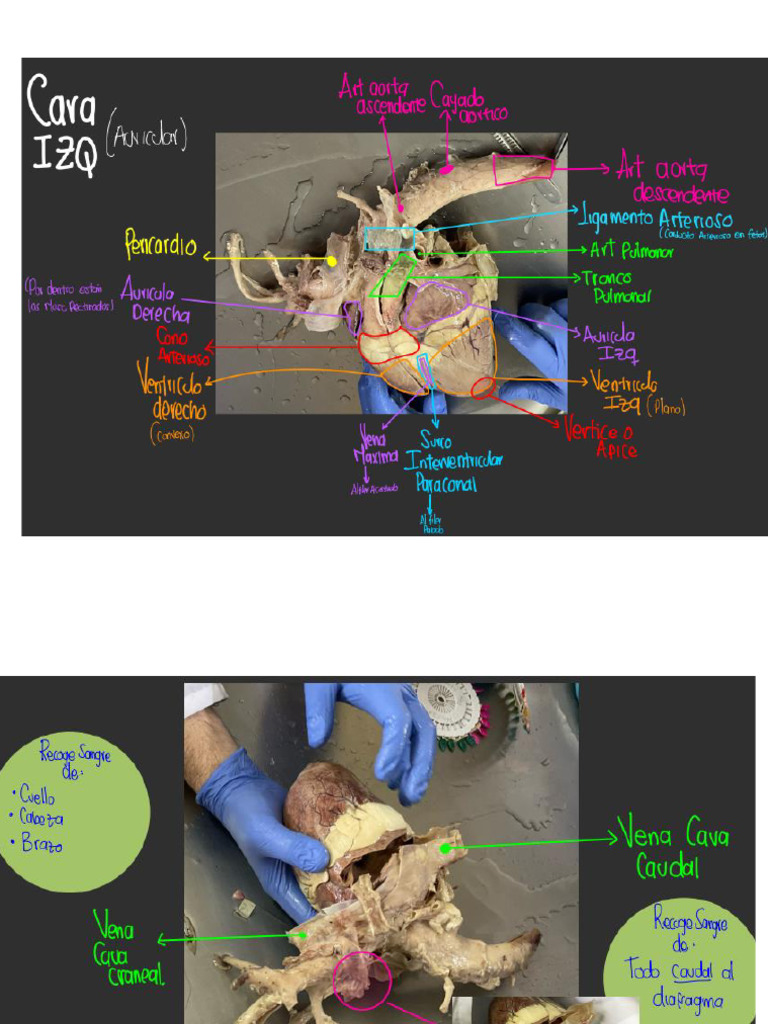 Corazon Anatomia | PDF