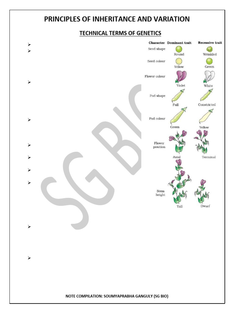 Principles of Inheritance and Variation - CBSE | PDF | Dominance (Genetics) | Allele