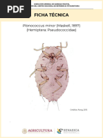 Piojo Harinoso de la Vid: Planococcus Ficus | PDF | Crisálida | Hormiga