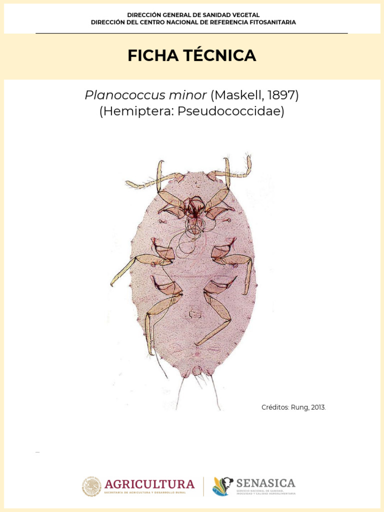 Ficha T Cnica Planococcus Minor | PDF
