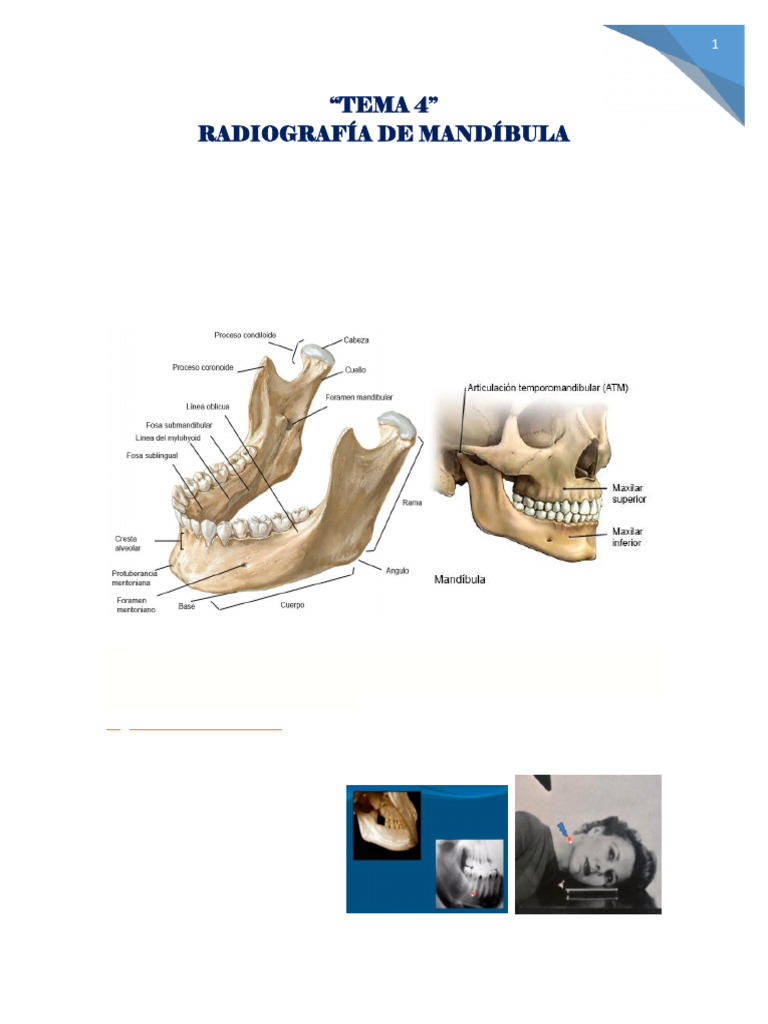 Proyecciones Radiográficas de Mandíbula | PDF | Articulación | Sistema ...
