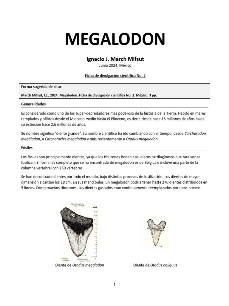 Ficha 2 Megalodon | PDF | Tiburones | Zoología