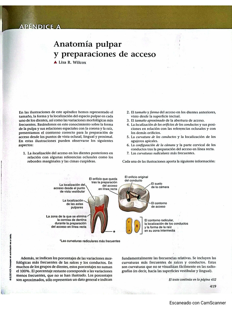 Anatomia Pulpar y Preparaciones de Acceso | PDF