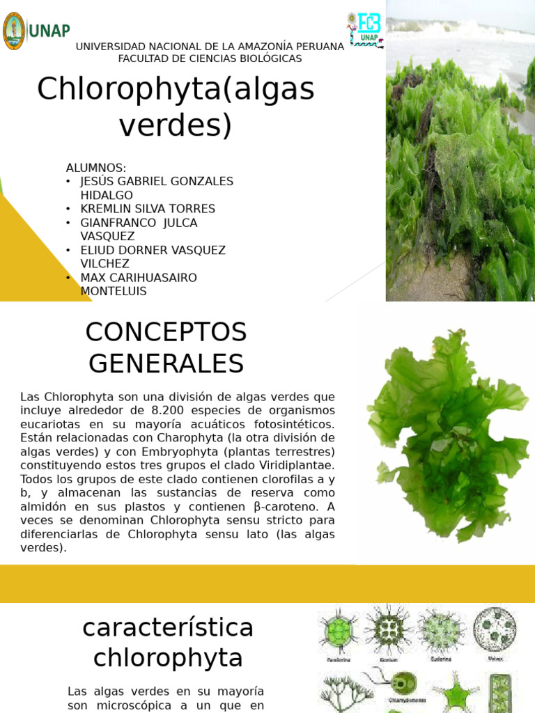 Clorofita (Algas Verdes) | PDF | Algas | Eucariotas