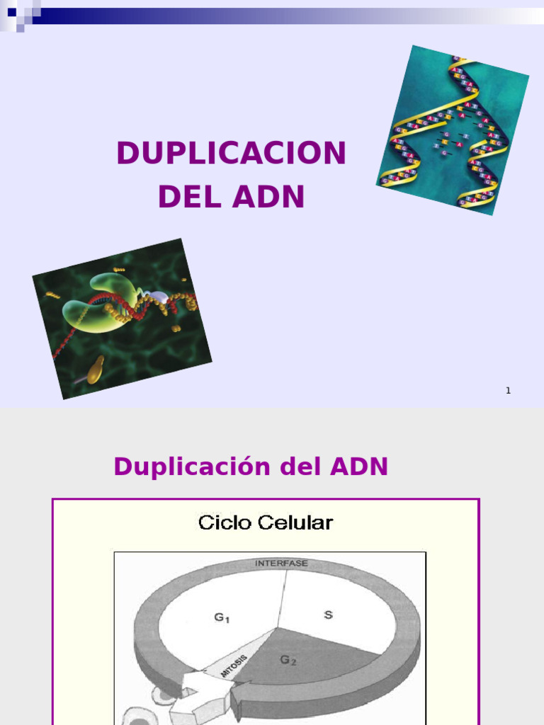 10 - Duplicacion Del Adn | PDF | Replicación De Adn | Adn