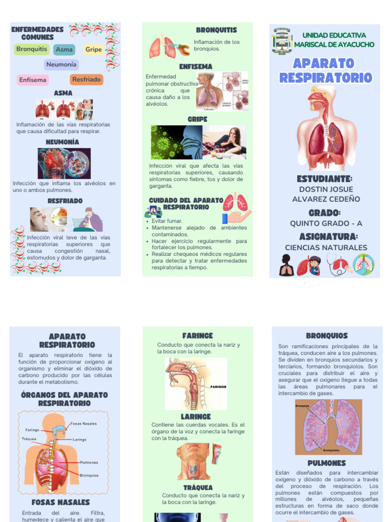 Folleto Tríptico | PDF | Pulmón | Sistema respiratorio
