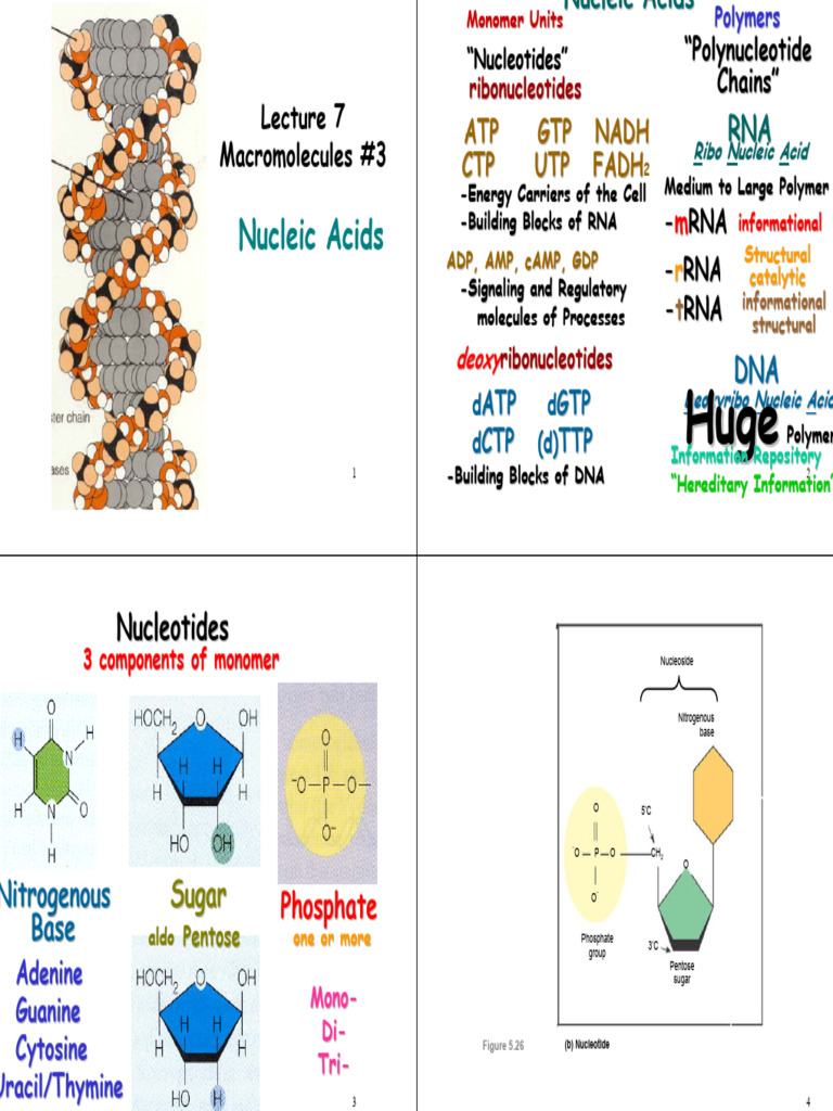 7 Macromolecules #3 Nuc Acids 9 14 05 | PDF | Nucleotides | Nucleic Acids