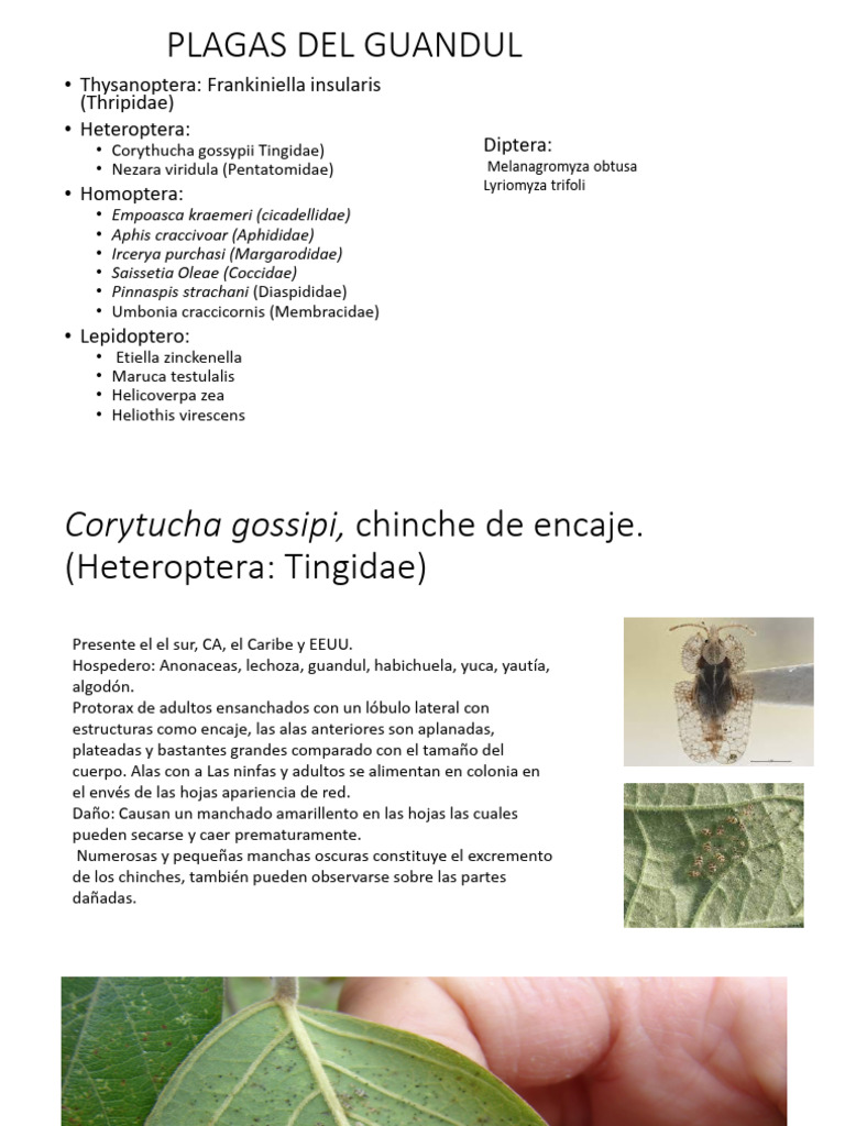 Plaga de Guandul PDF | PDF | Control biológico de plagas | Insectos