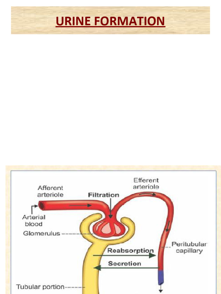 Urine-Formation 250319 115820 | PDF | Angiotensin | Kidney