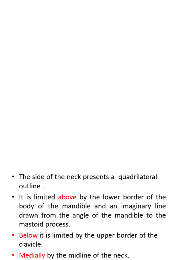 Posterior Triangle of Neck Anatomy | PDF | Neck | Human Head And Neck