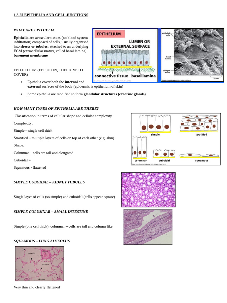 .3.25 Epithelia and Cell Junctions | PDF | Epithelium | Cell Adhesion