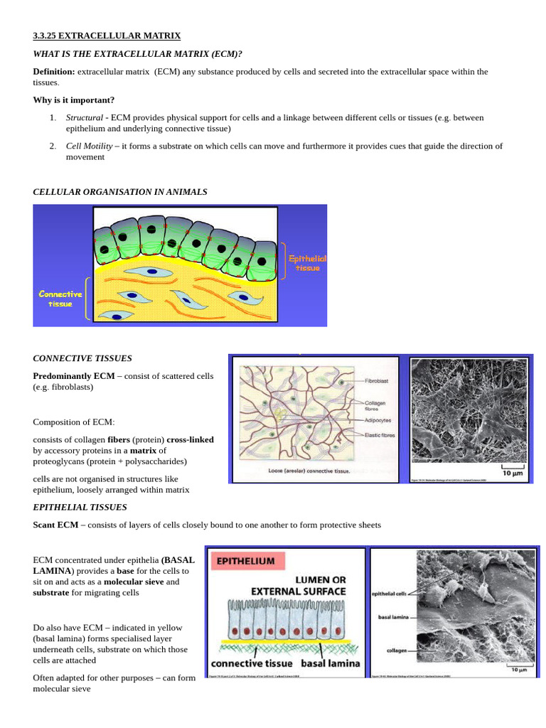 .3.25 Extracellular Matrix | PDF | Extracellular Matrix | Collagen