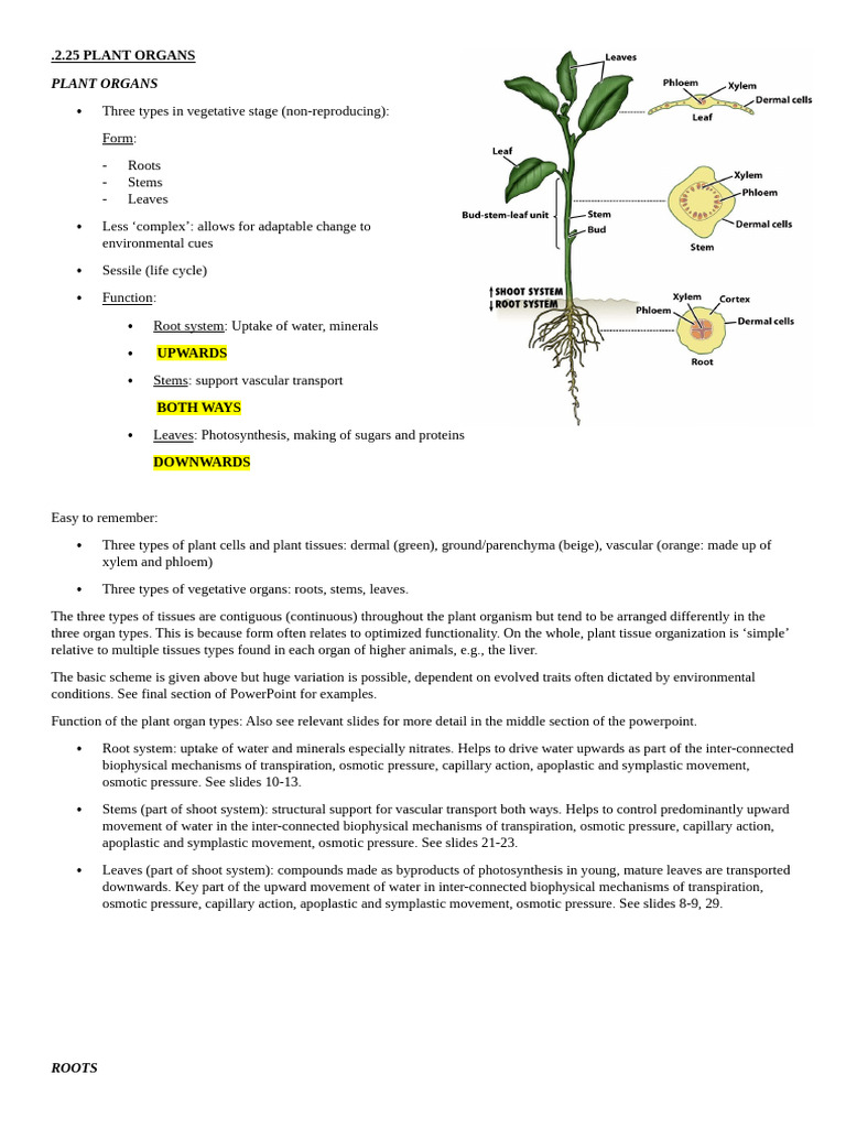 2.25 Plant Organs | PDF | Plant Stem | Leaf