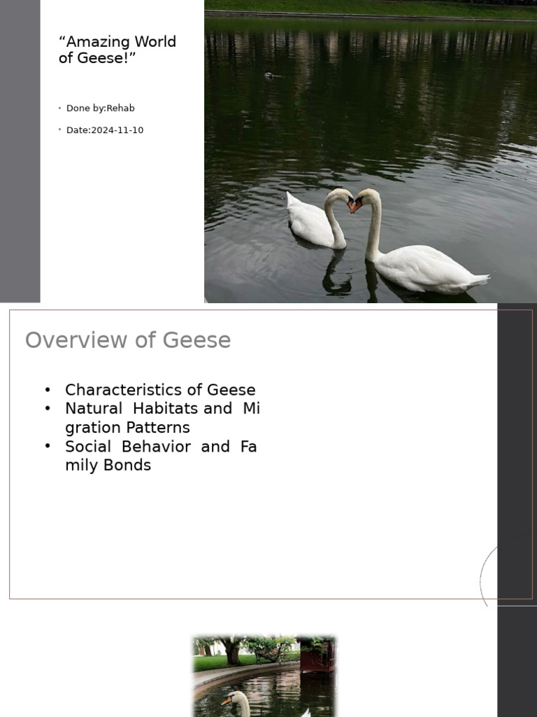 Amazing World of Geese! | PDF | Goose | Birds